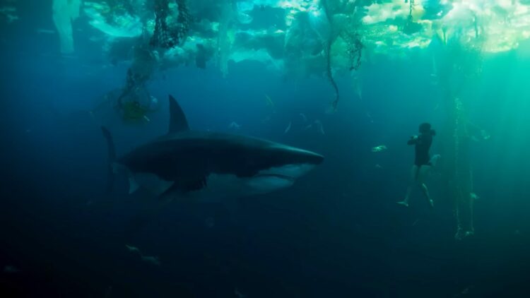 « Sous la Seine » : le film de requins de Xavier Gens arrive chez ...